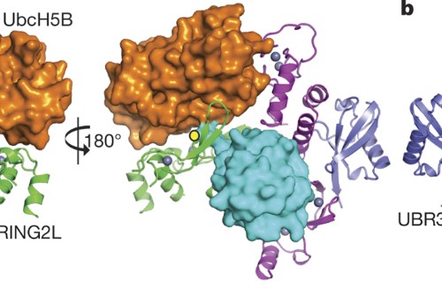 Ubiquitin and Ubl signaling