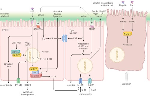 Intestinal microbiota in health and disease