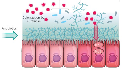 Intestinal microbiota in health and disease