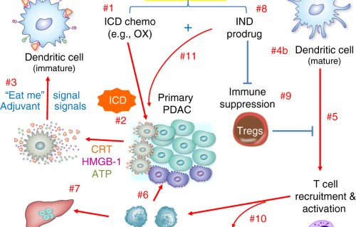 Cancer Immunotherapy