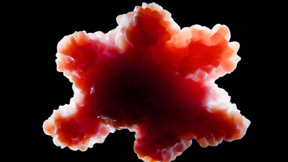 Organoids