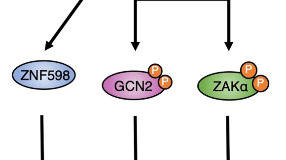 Nitric Oxide, Oxidative Stress and Metabolic Changes in Cancer and Aging
