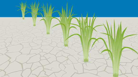 Plant stress responses