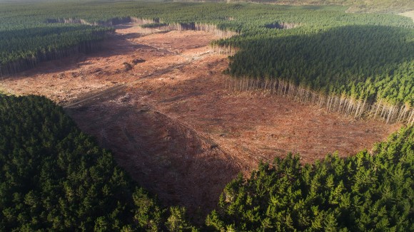 Editor's choice: deforestation