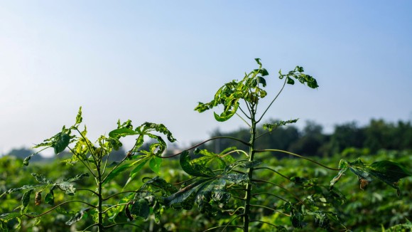 Plant viruses in agriculture