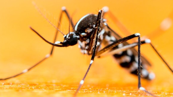 Medical and veterinary entomology