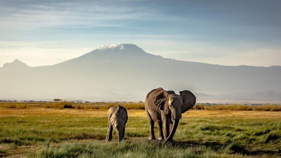 African Wildlife