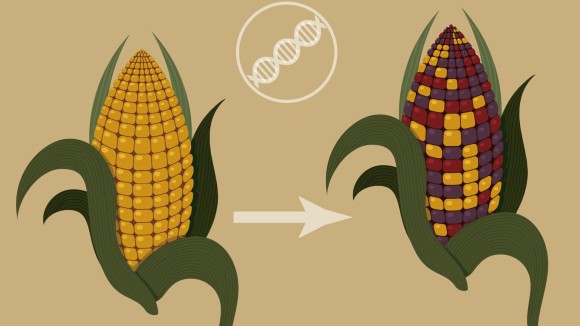 Plant transposable elements in development and evolution
