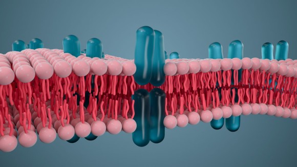 Role of lipids in cellular membranes
