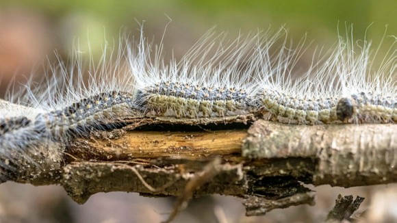 Invasive species genetics