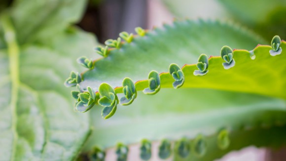 Asexual reproduction in plants