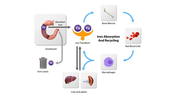 Iron homeostasis in mammals