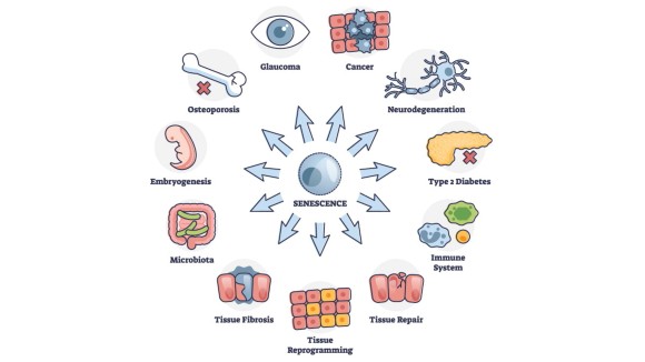 Cellular senescence in disease