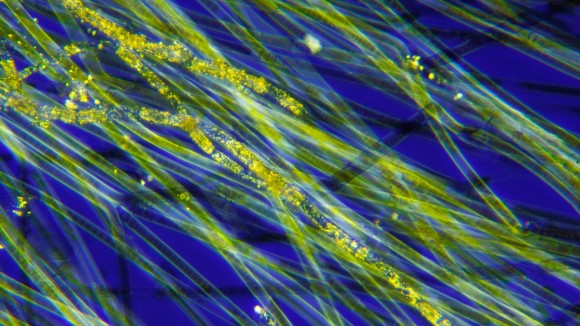 Photosynthetic bacteria