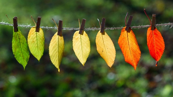 Phenology and species distributions