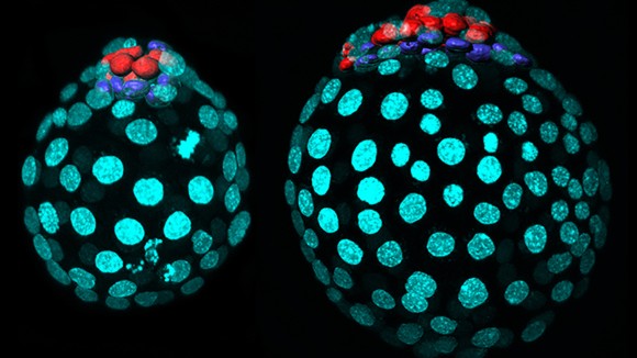 Meet our Editor at the BSDB | Developmental biology and regeneration