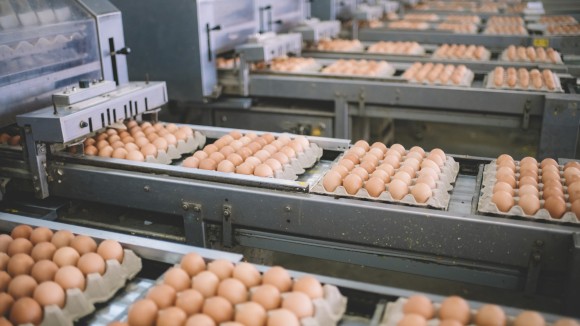 Egg production
