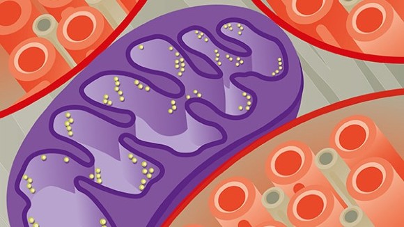 Mitochondria and the heart