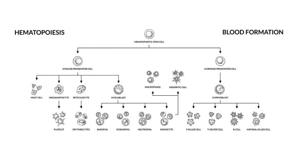 Clonal hematopoiesis