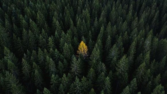 Plant natural variation