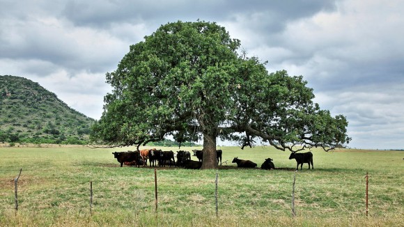 How to submit | Sustainable Livestock Systems