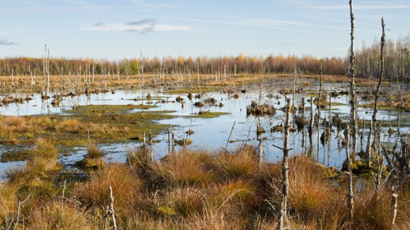 Peatlands as carbon sinks