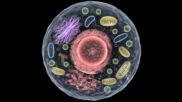 Membrane contact sites