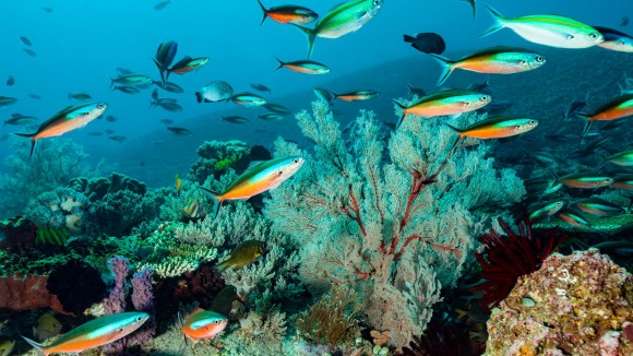 How to submit | Fish biodiversity and evolution