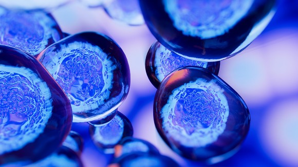 In vitro models of human development