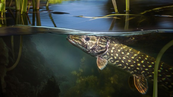 Freshwater ecosystems under global change