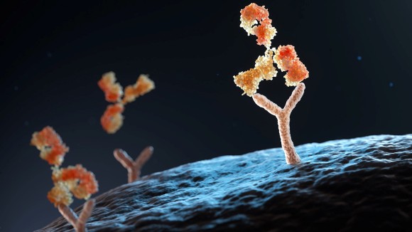 Immune cell receptor signalling