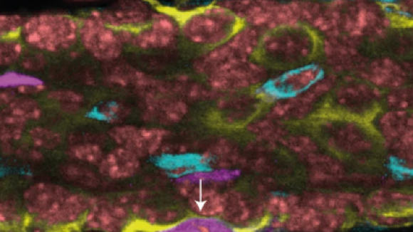 Intravital microscopy protocols