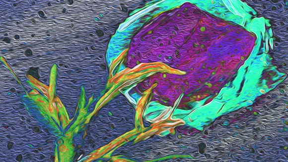 Focus on neuroimmune communication