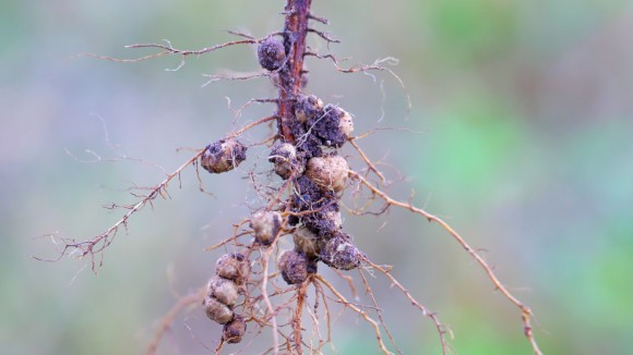 Rhizobium bacteria in agriculture