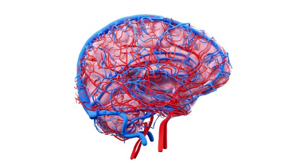 Cerebrospinal fluid and hemodynamics in the human brain