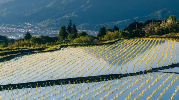 Focal Point on Food Security in Japan