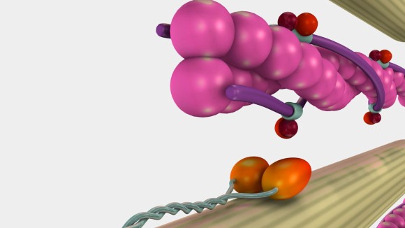 Single-Molecule Mechanics and Biophysics