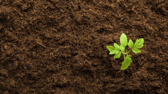 Soil nutrient dynamics