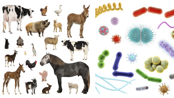 Microbiomes and their roles in farmed animals