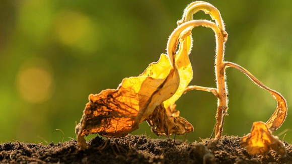 Soil-borne plant diseases