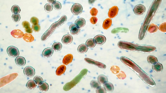 Immunity to bacterial infection and microbiota