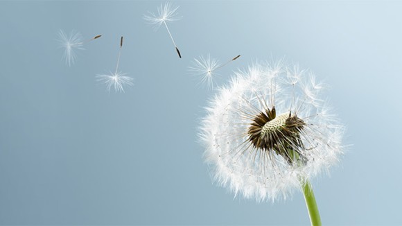 Evolution of Plant Mating Systems: Homomorphic Self-incompatibility