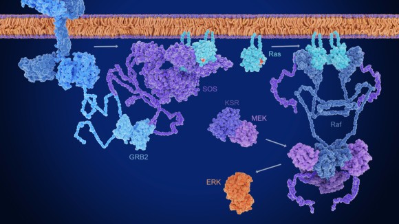RAS cancer biology (mutations, signaling, etc.) plus emerging RAS ...