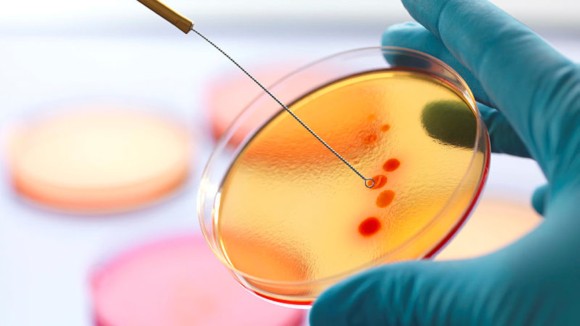 Bacteria in the Clinic and Public Health