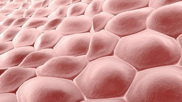 Microbiome of the human skin