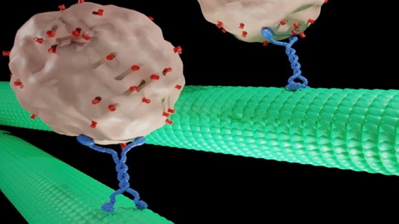 Forces in Cell Biology
