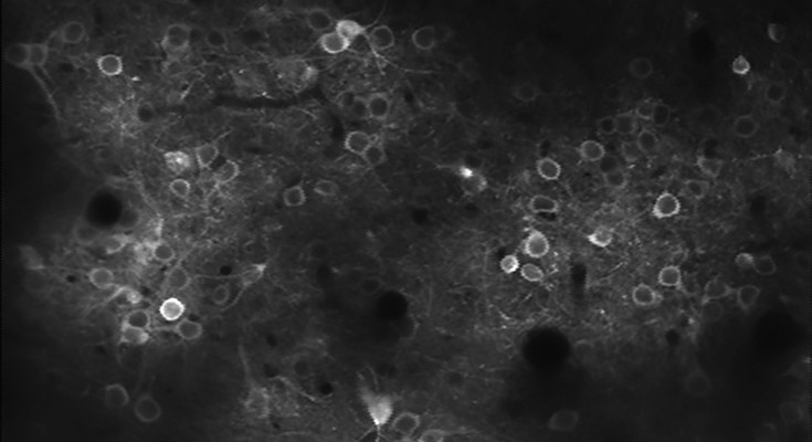 Nature Reviews Methods Primers