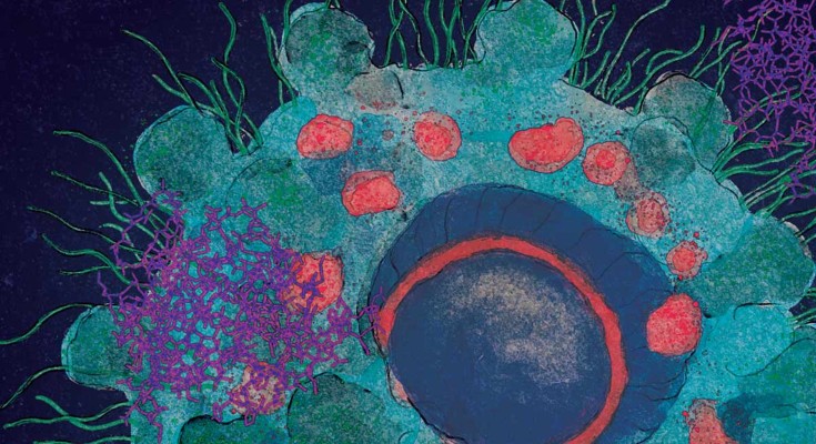 Nature Cardiovascular Research