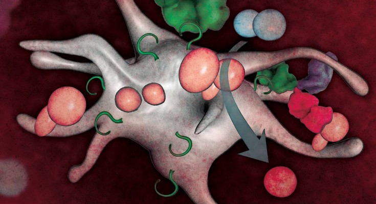 Nature Cardiovascular Research