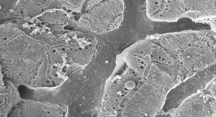 Nature Cardiovascular Research